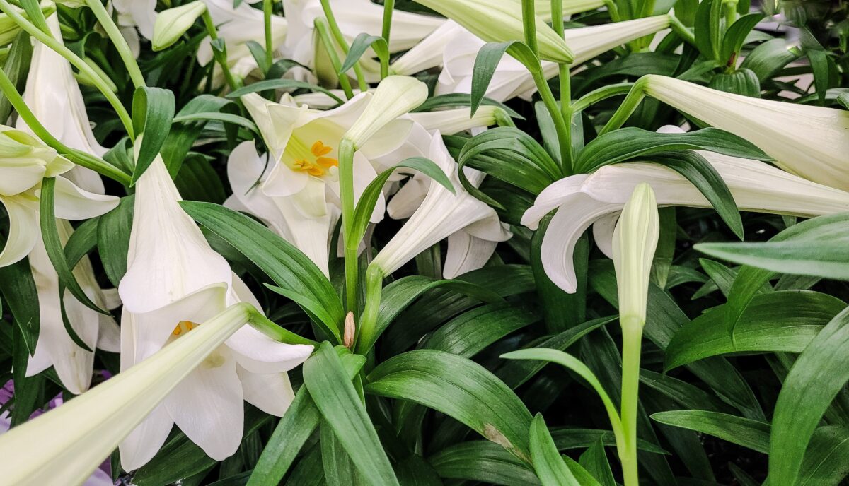 Decorate a Church Altar with Easter Flowers - Rachel Cho Floral Design ...