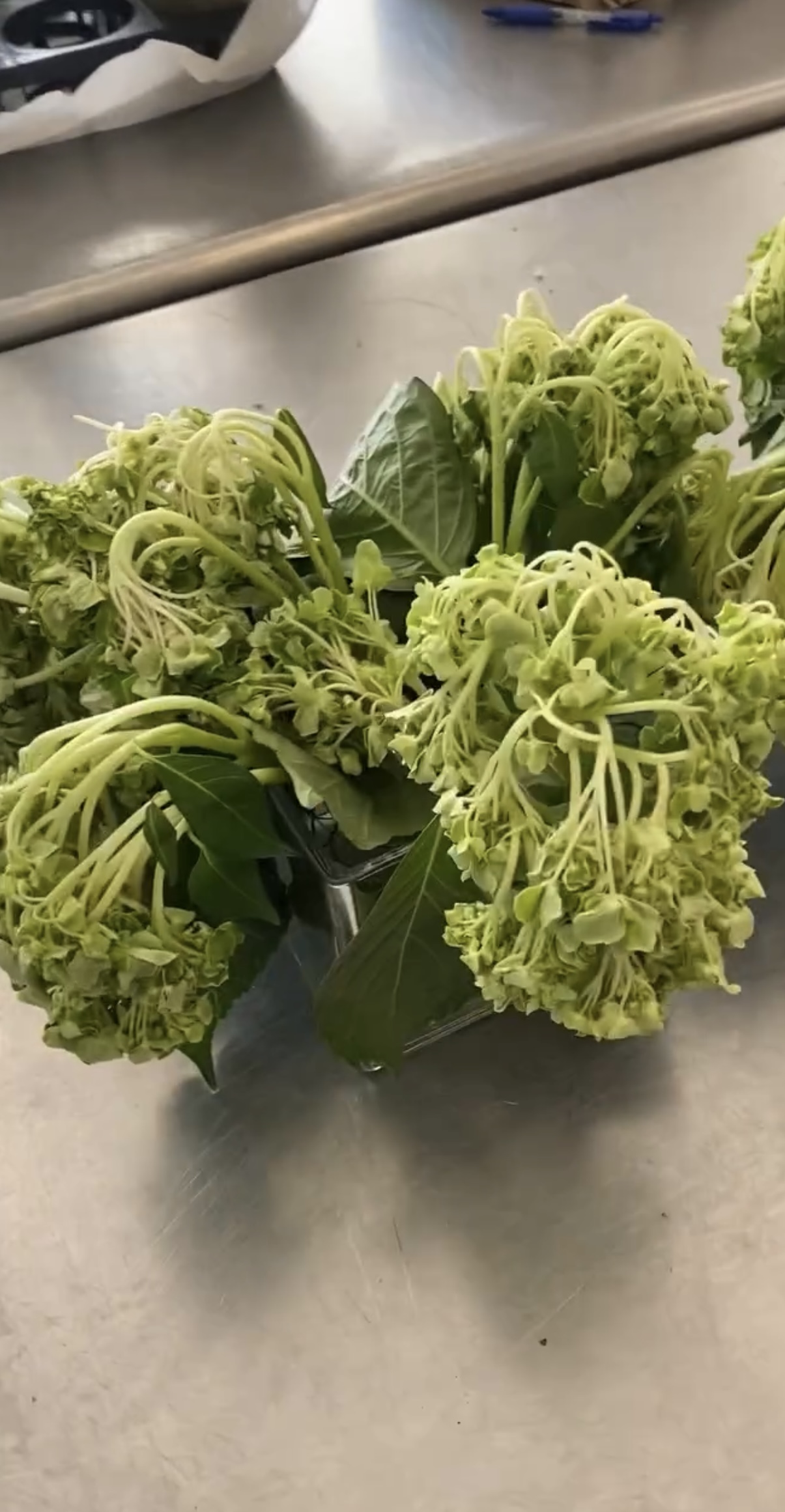 How to Revive Wilted Hydrangeas Overnight with This Simple Trick ...